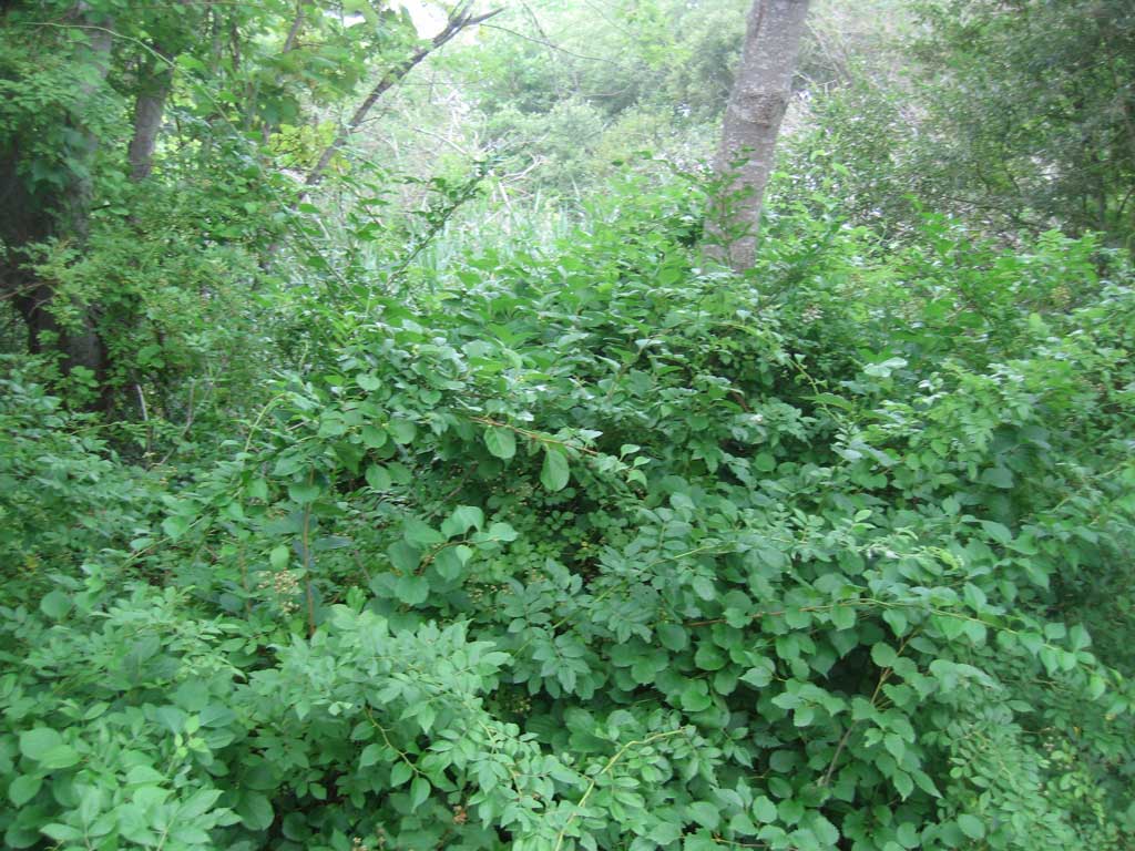 Yogananda.us - The Yogi Connection