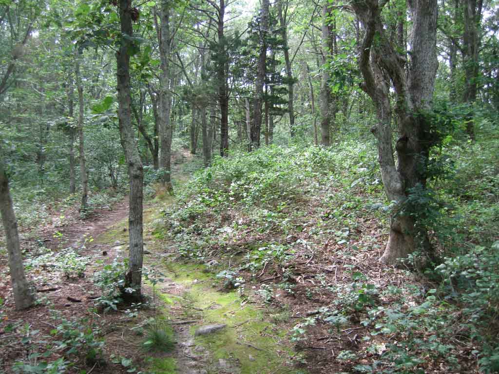 Yogananda.us - The Yogi Connection